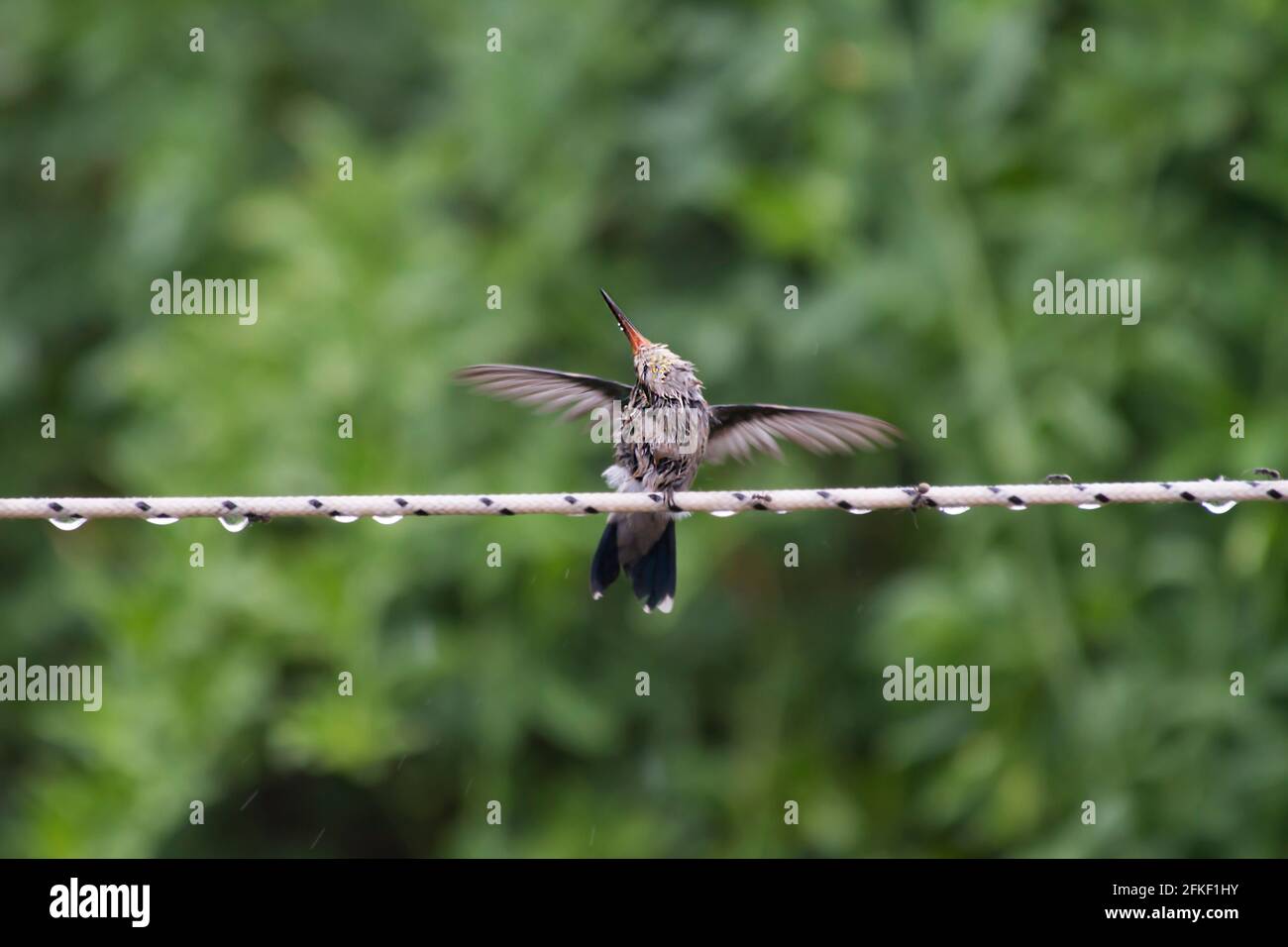 little hummingbird taking a bath in the rain Stock Photo - Alamy