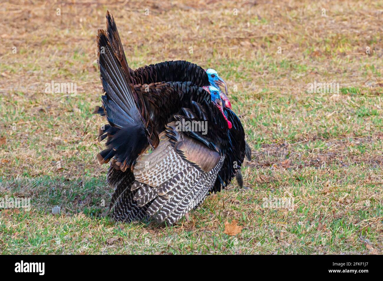 Male wild turkey displaying during spring courtship in Pennsylvania's ...