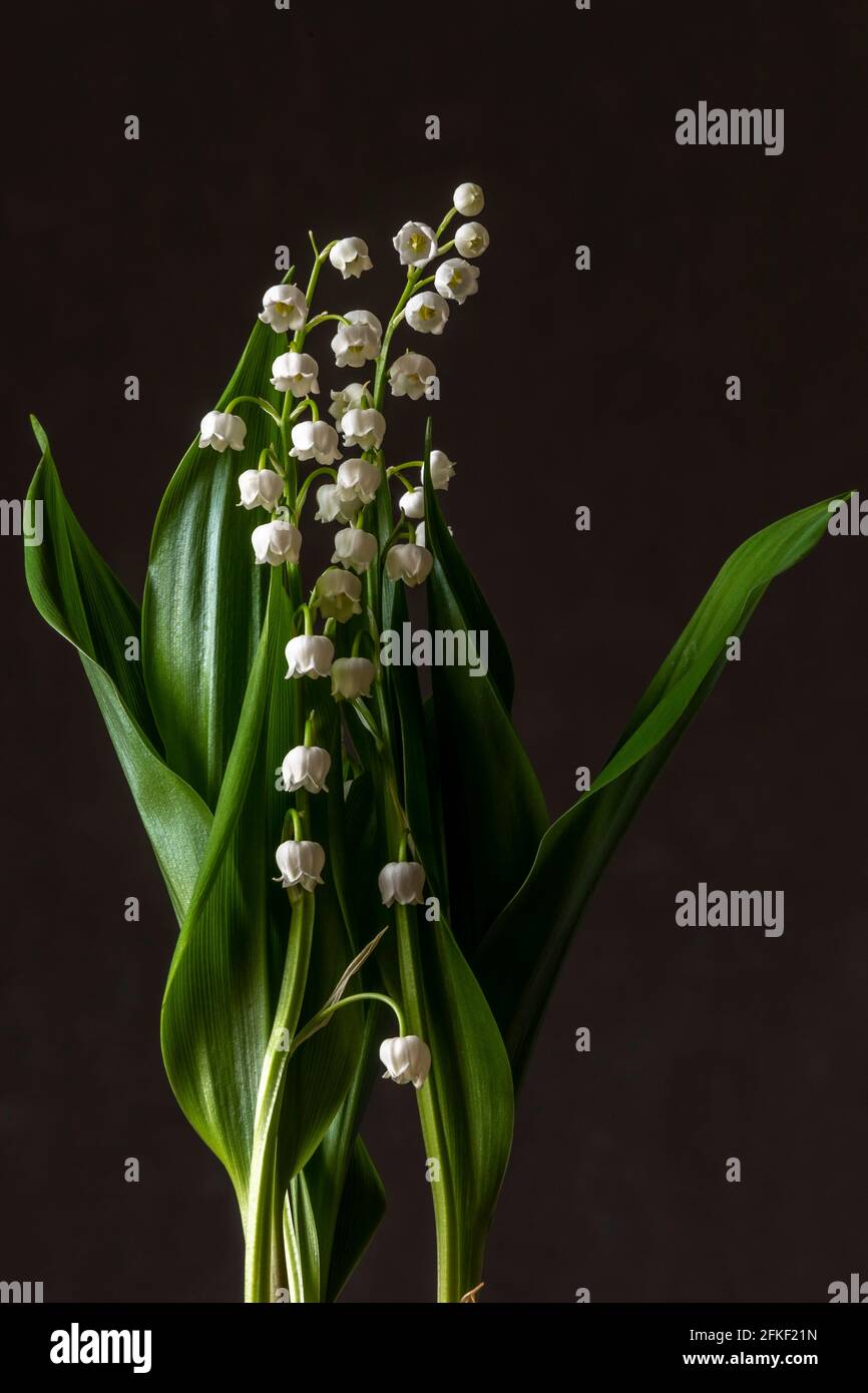 Lily of the valley garden hi-res stock photography and images - Alamy