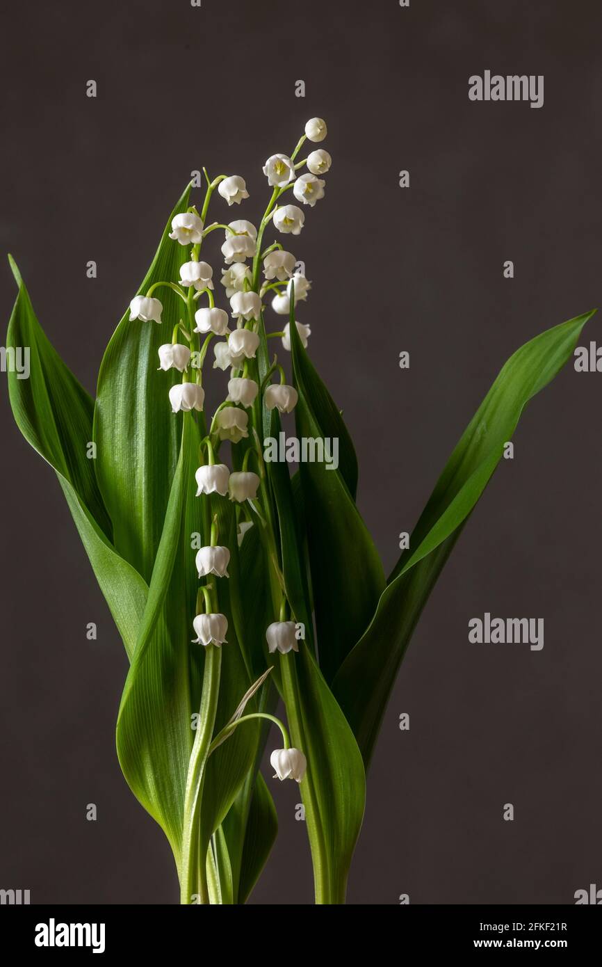 Lilies of the valley - a cultural European plant family of lilies, with ...