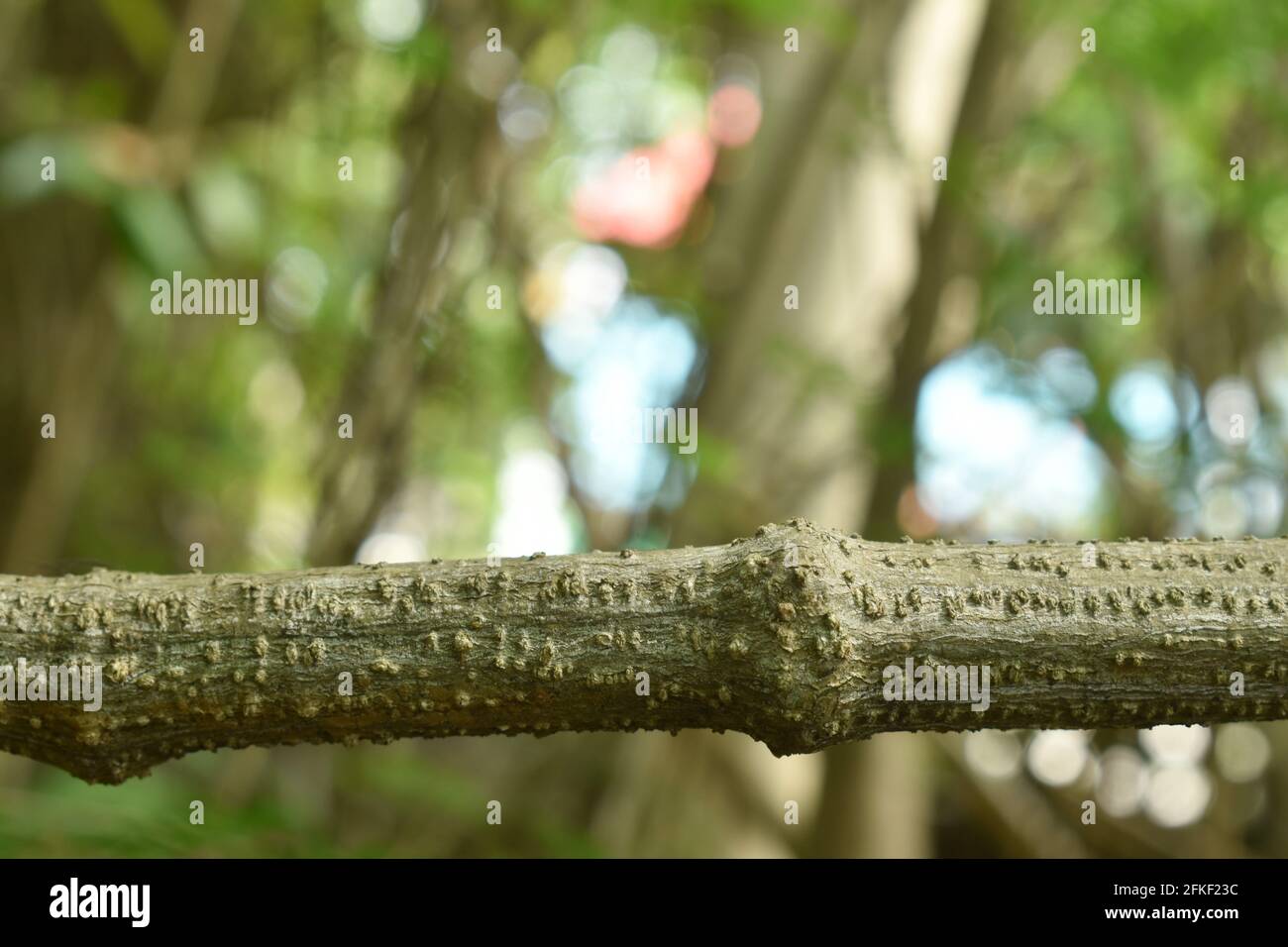 horizontal tree brunch in garden with afternoon sunlight Stock Photo ...