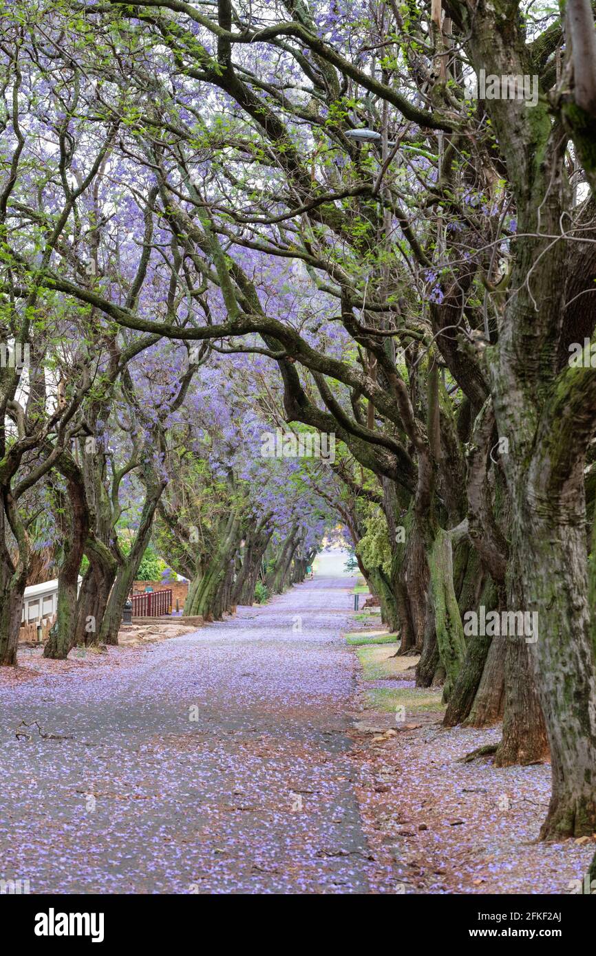 Jacaranda trees full in bloom line the street Stock Photo - Alamy