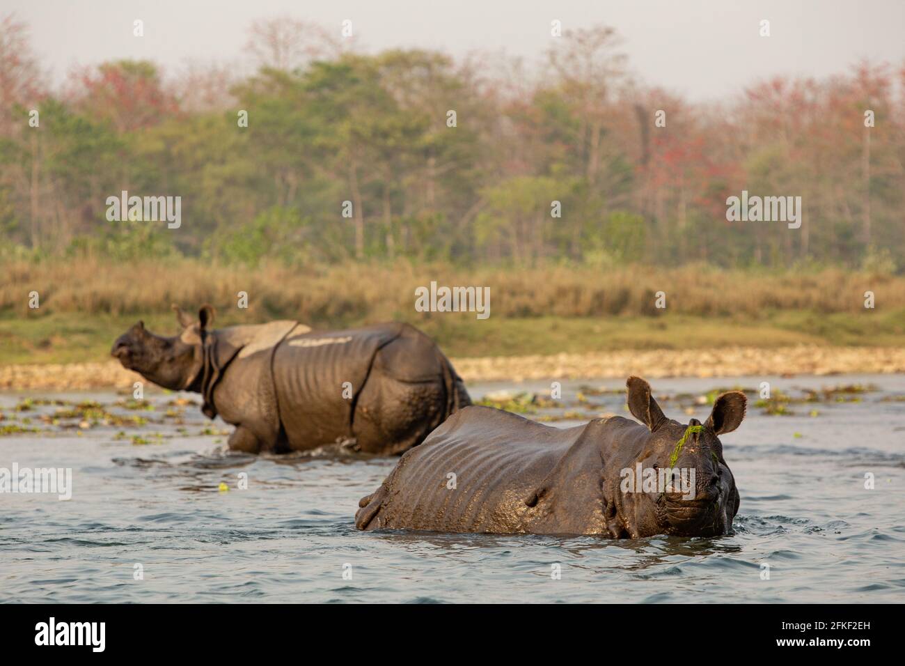Greater One-horned Rhino in Chitwan National Park, Nepal Stock Photo ...