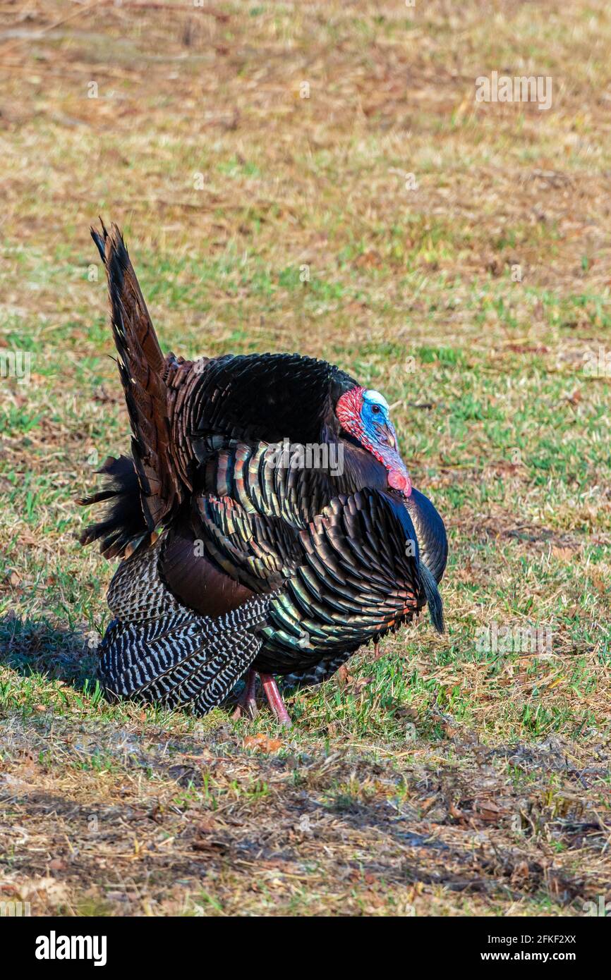 Male wild turkey displaying during spring courtship in Pennsylvania's ...