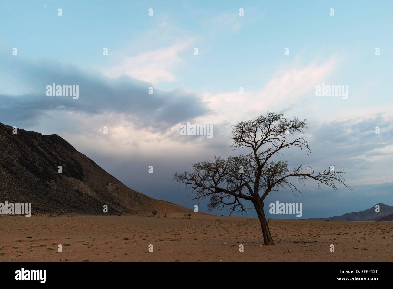 Lone dry acacia tree against blue sky and dark clouds Stock Photo - Alamy