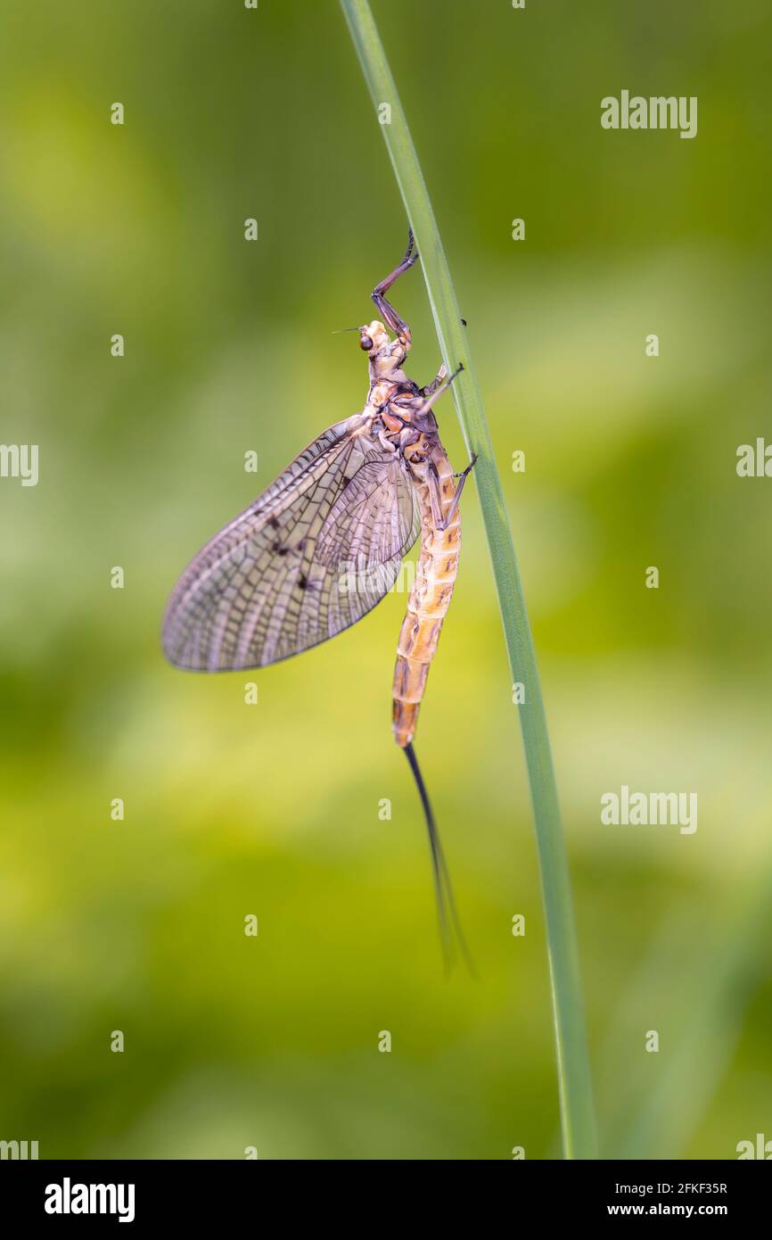 The green drake or green drake mayfly - Ephemera danica, is a species ...