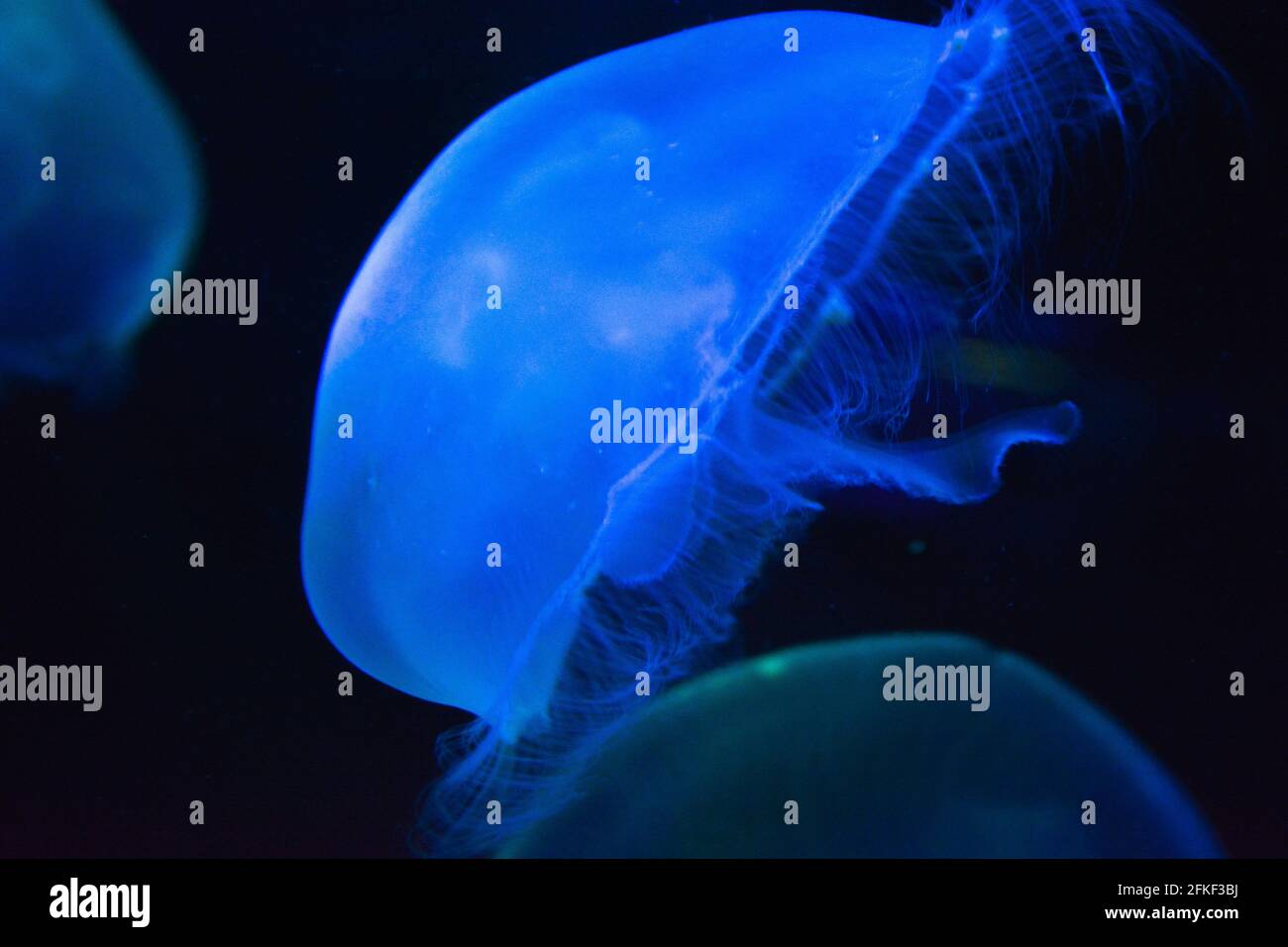 Mesmerising Marine life, living with the flow. Glowing amongst a ...