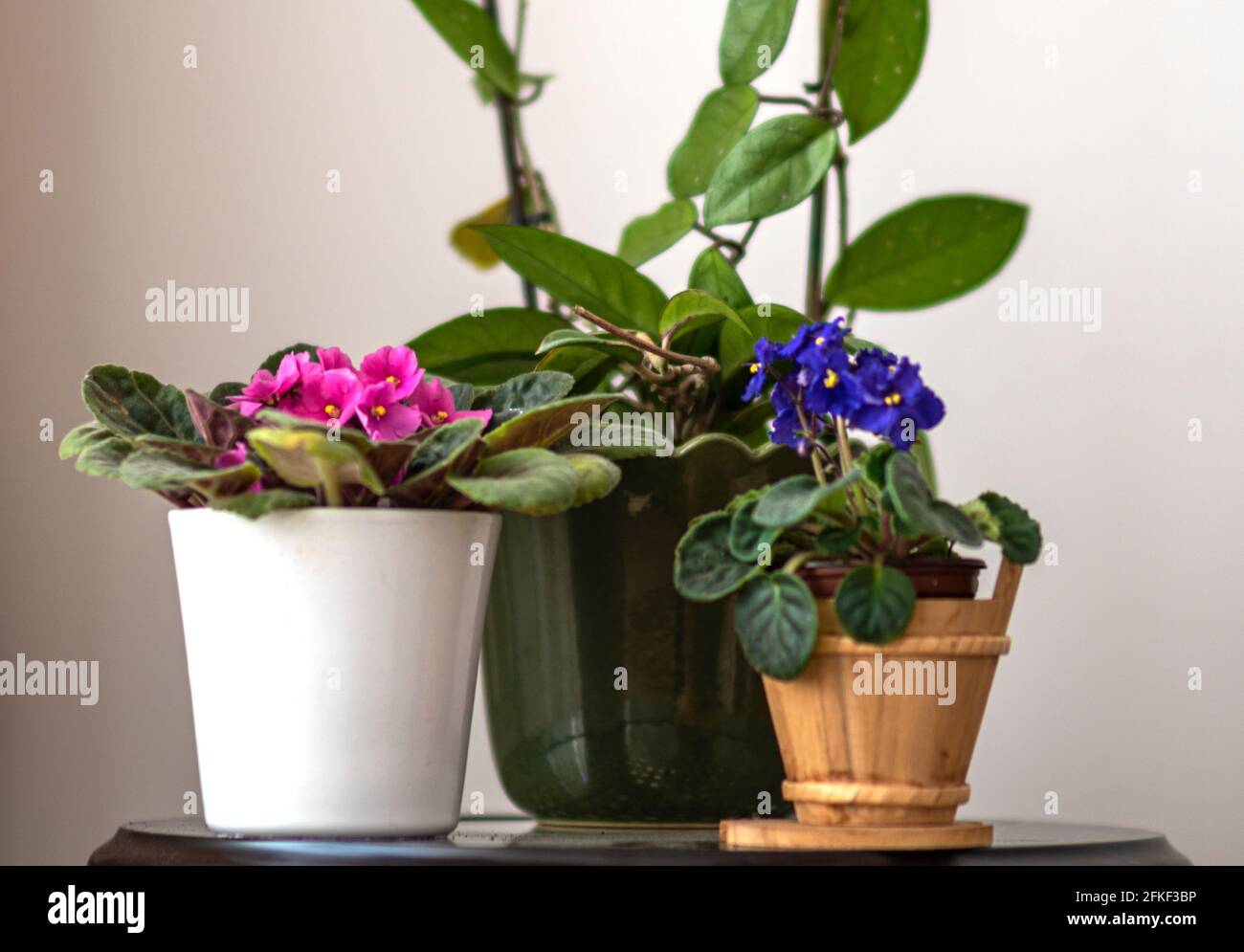 African violet grown in pots at home Stock Photo - Alamy