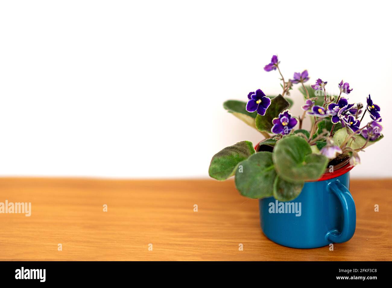 African violet grown in pots at home Stock Photo - Alamy