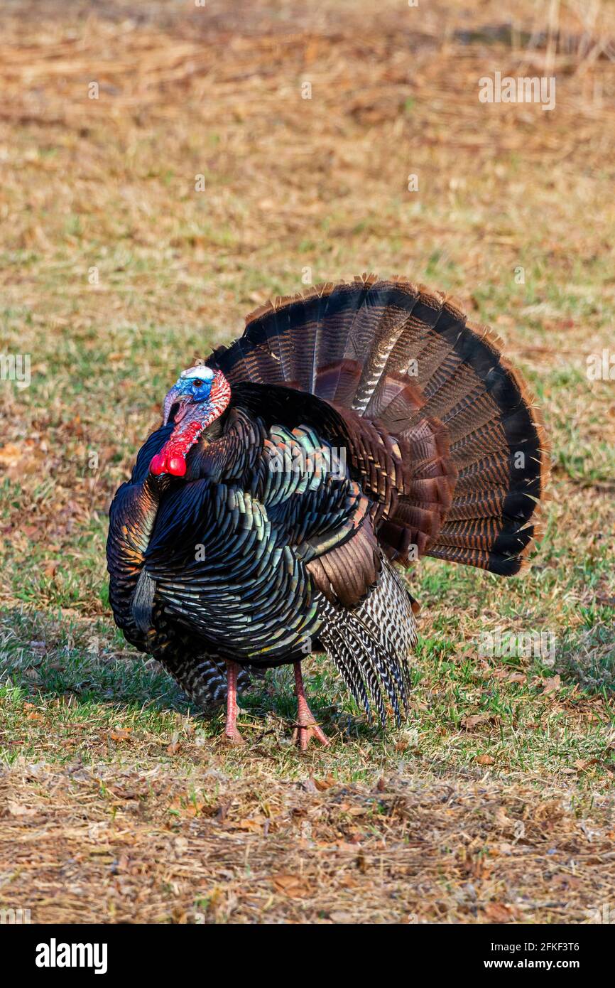 Wild turkey courtship hi-res stock photography and images - Alamy
