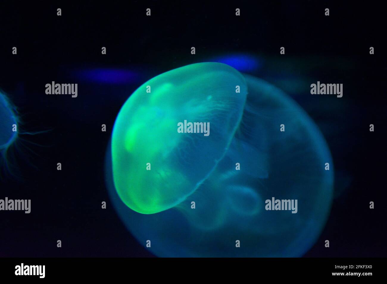 Colours marine life hi-res stock photography and images - Alamy