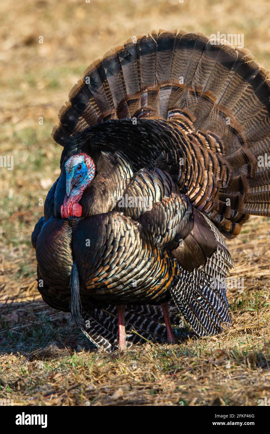 Male wild turkey displaying during spring courtship in Pennsylvania's ...