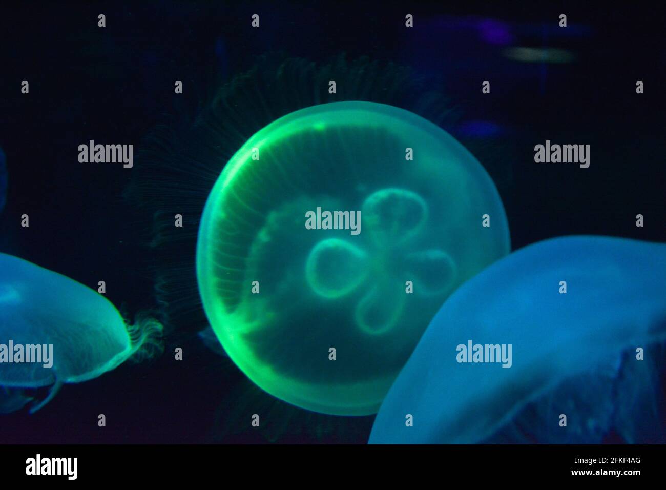 Mesmerising Marine life, living with the flow. Glowing amongst a ...