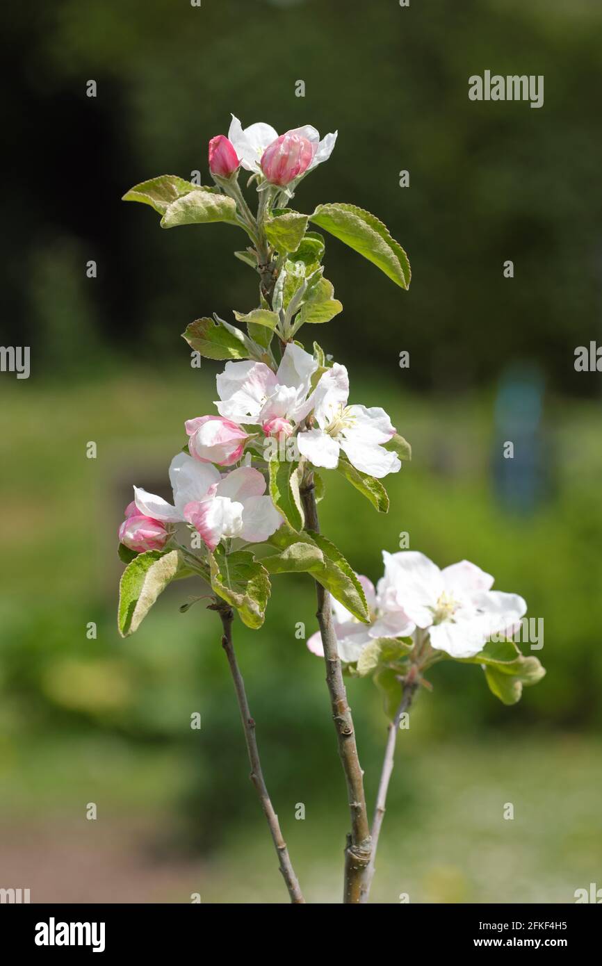 Apple tree in blossom April UK Stock Photo - Alamy