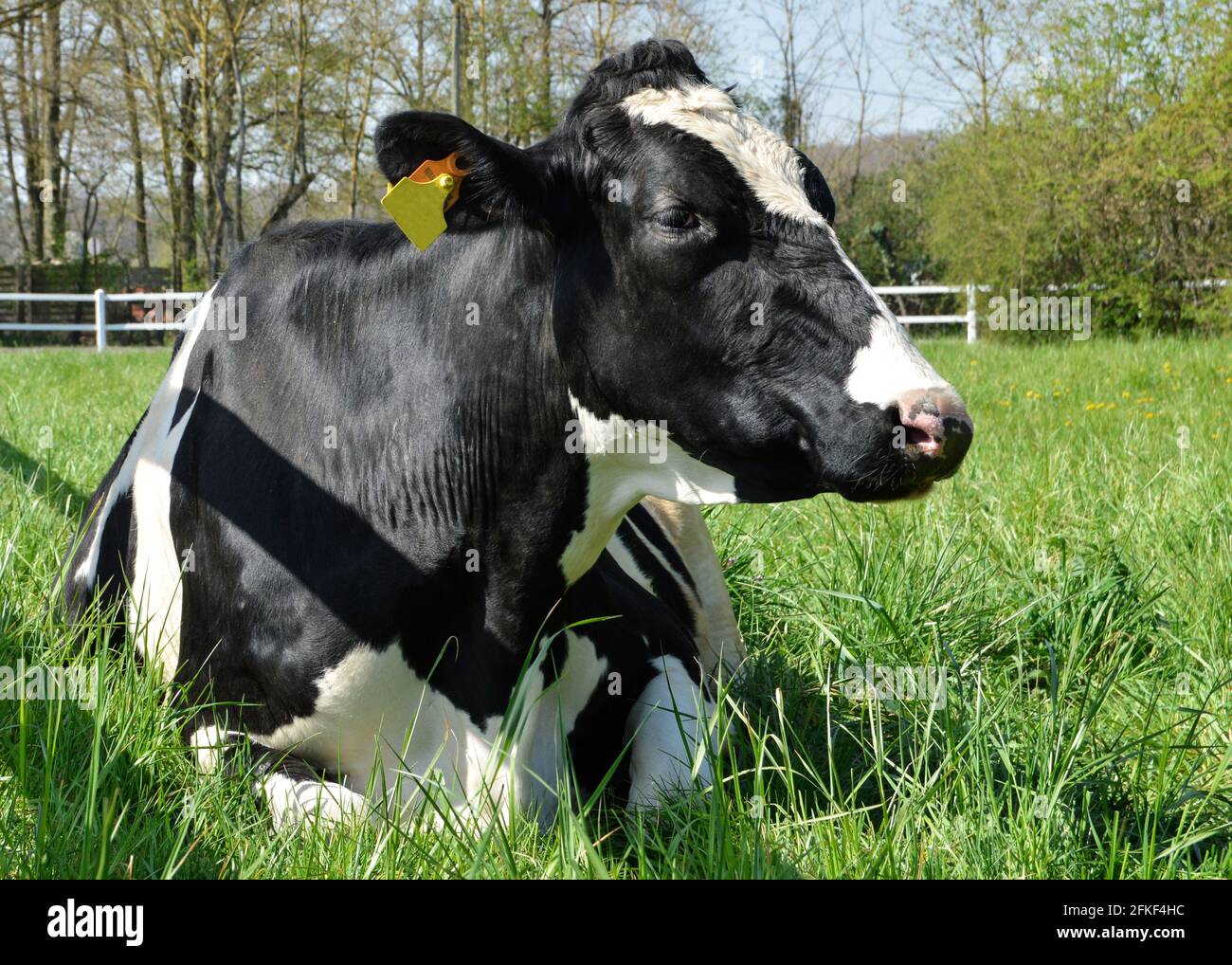 Holstein friesians dairy cow herd hi-res stock photography and images - Alamy