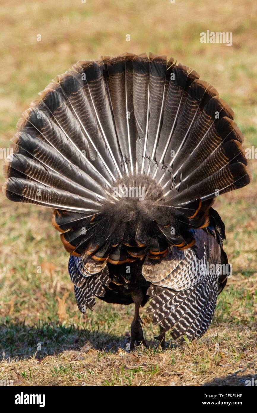 Male wild turkey displaying during spring courtship in Pennsylvania's ...