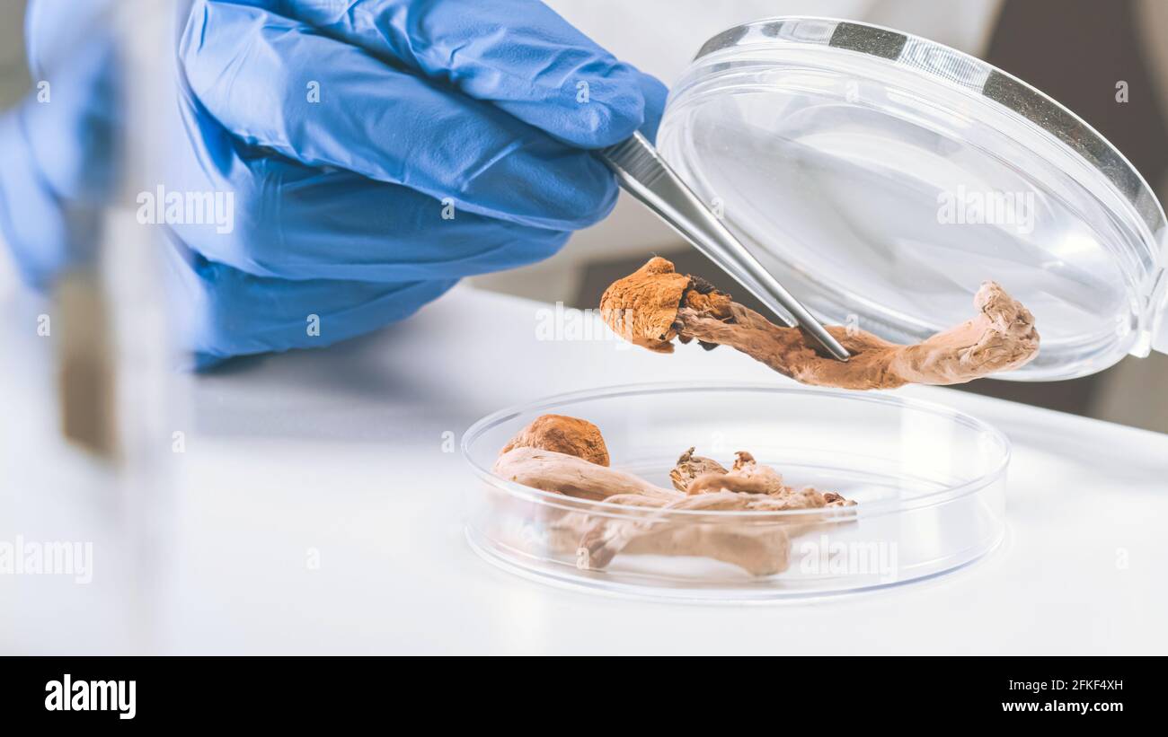 Scientist examining magic mushrooms with a loupe and tweezers in a ...