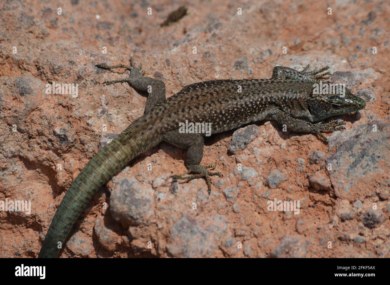 Madeira wall lizard Teira dugesii, an endemic species from the Madeira ...