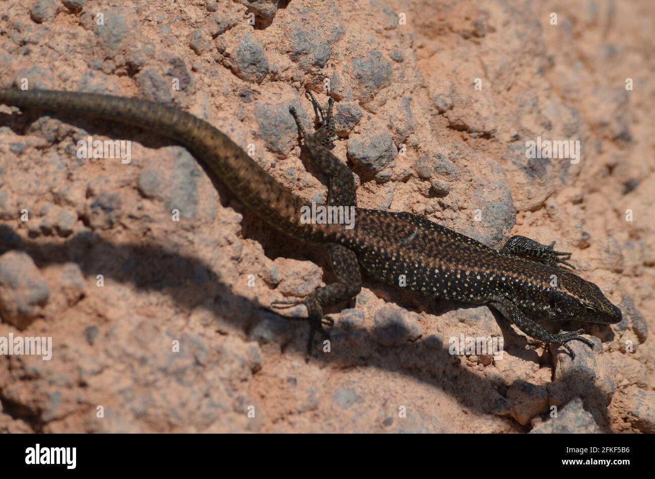 Madeira wall lizard Teira dugesii, an endemic species from the Madeira ...
