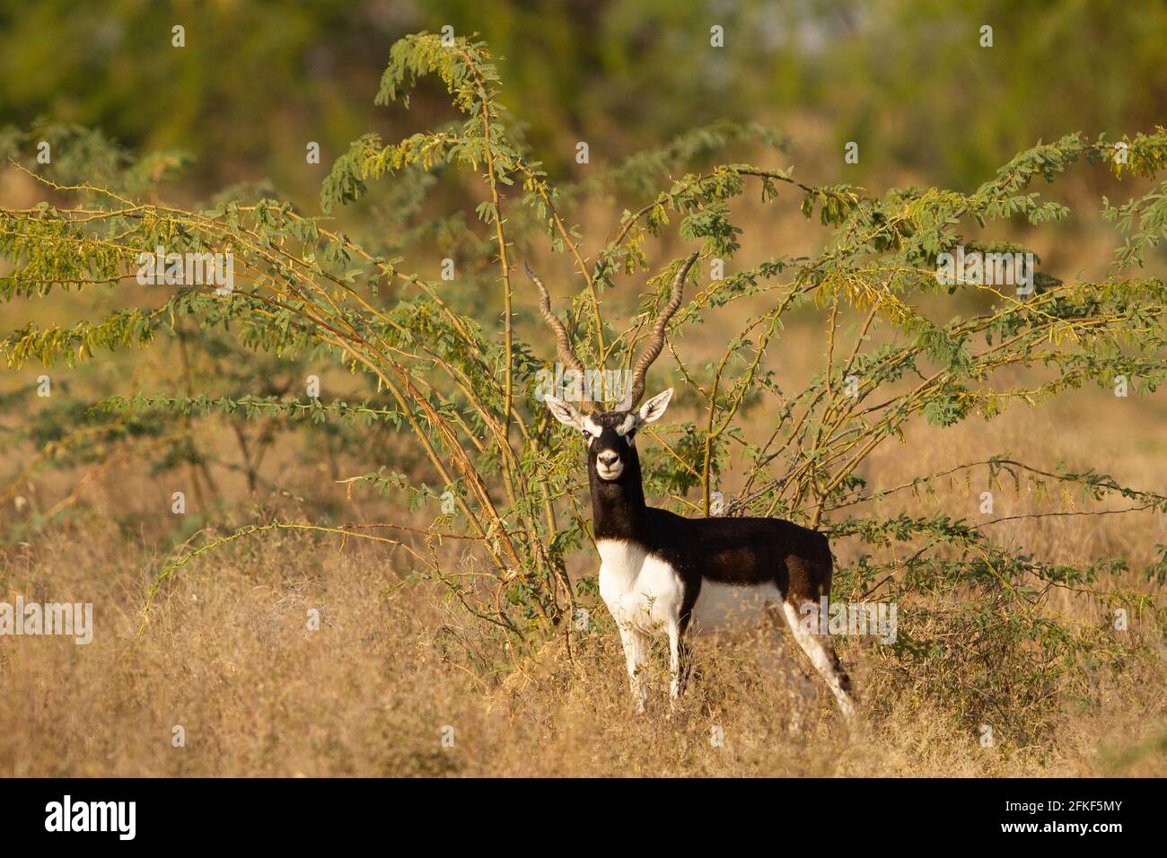 Blackbuck in Rajasthan, India Stock Photo - Alamy