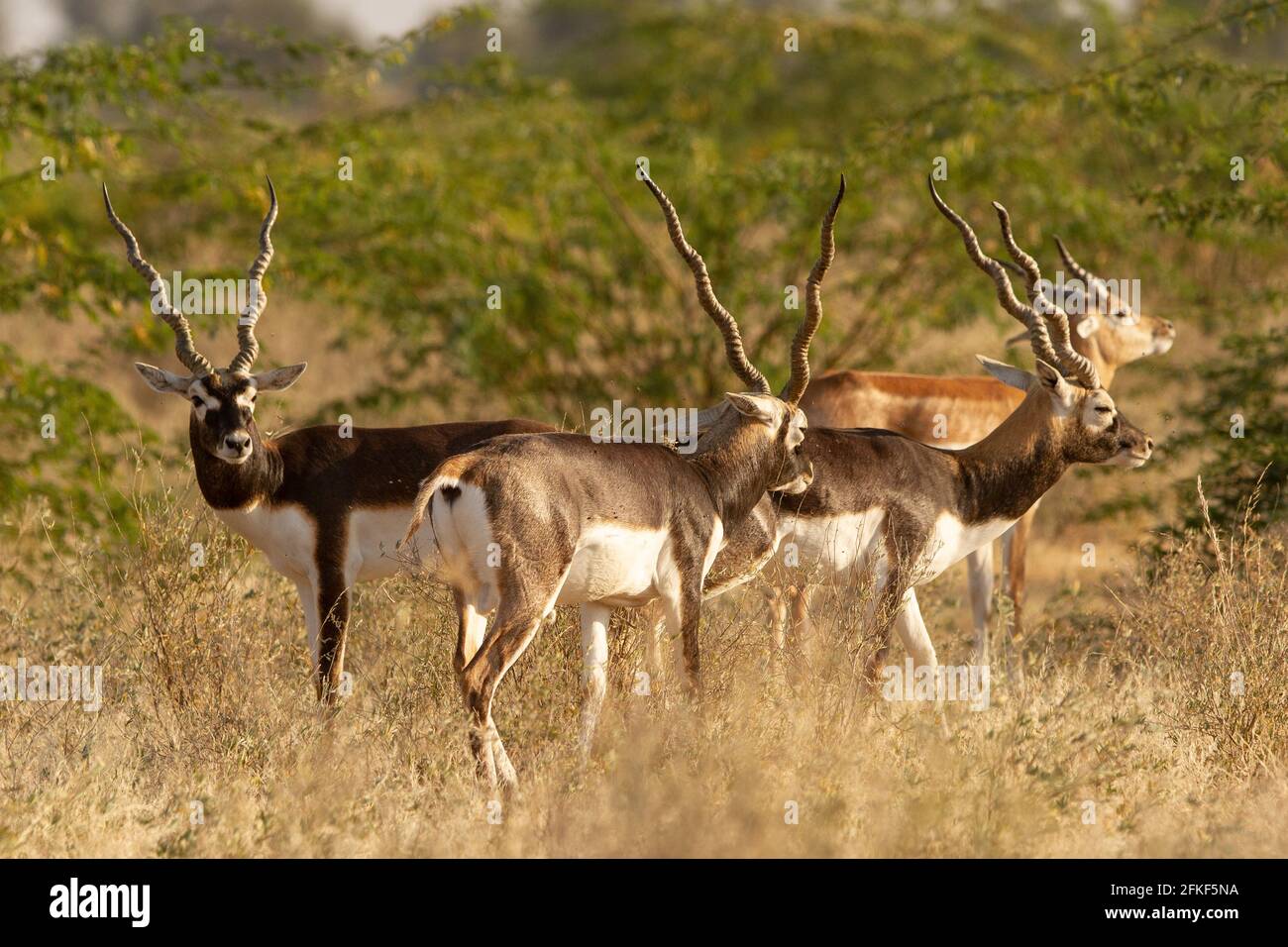 Blackbuck in Rajasthan, India Stock Photo - Alamy