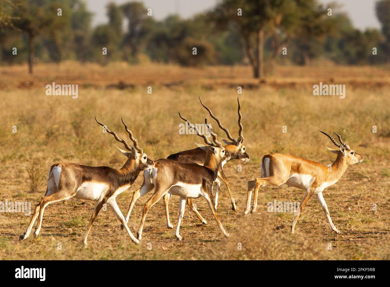 Blackbuck in Rajasthan, India Stock Photo - Alamy