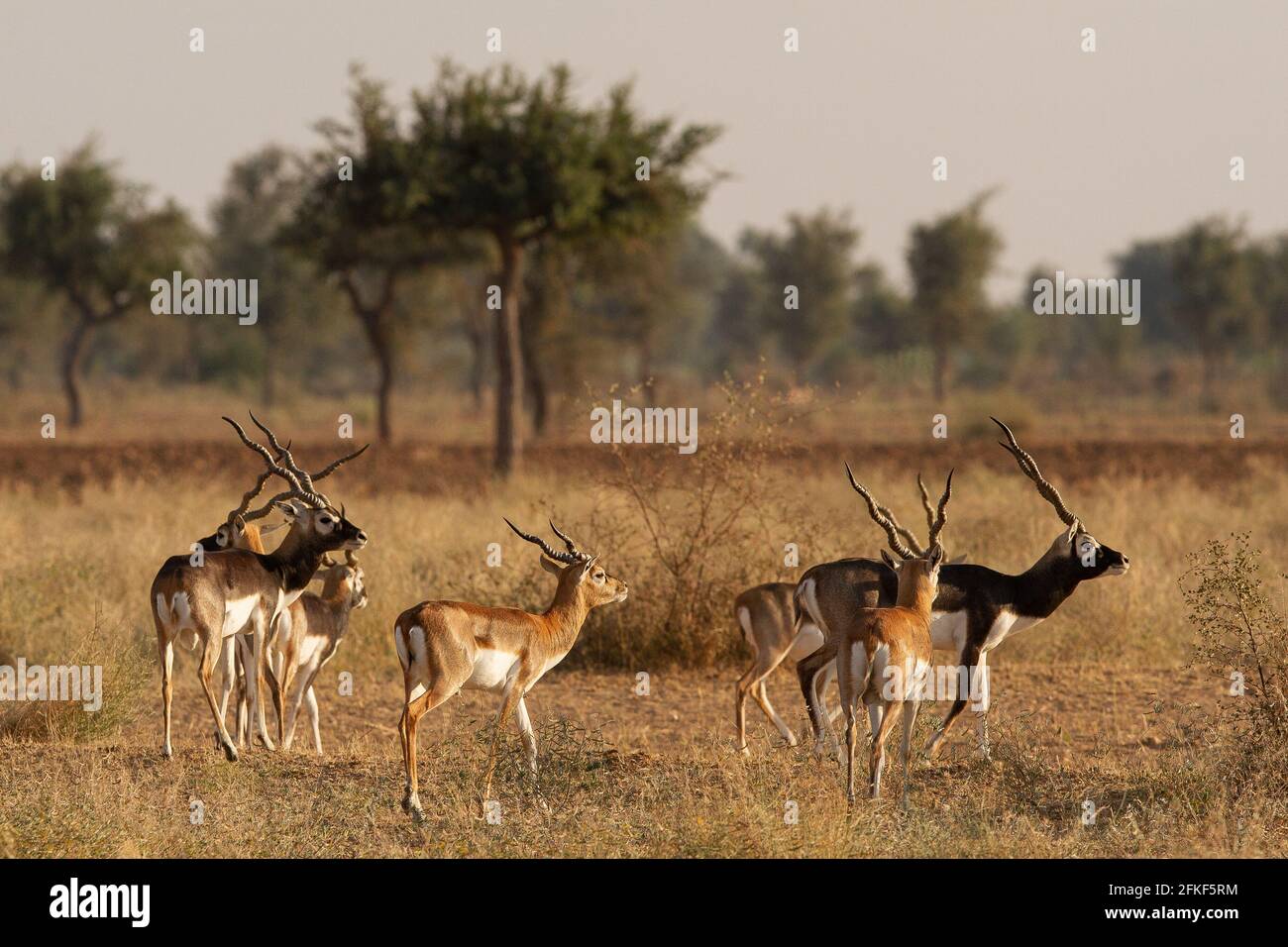 Blackbuck in Rajasthan, India Stock Photo - Alamy