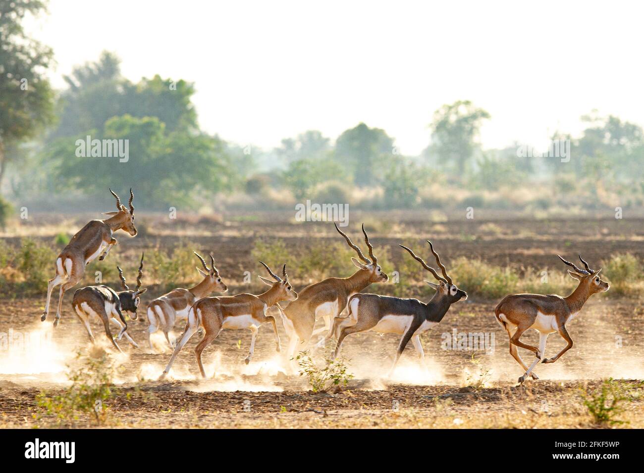 Blackbuck in Rajasthan, India Stock Photo - Alamy