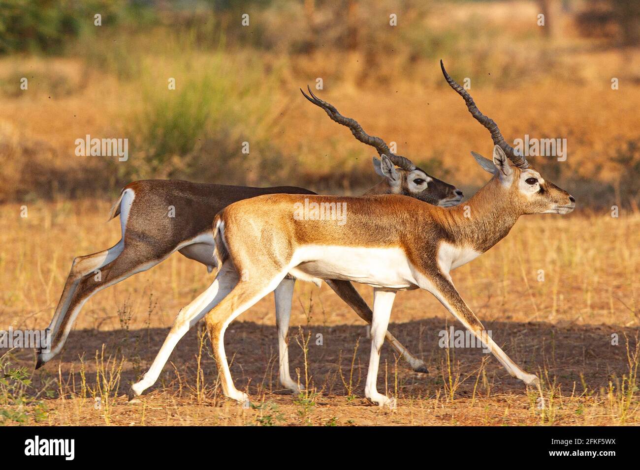 Blackbuck in Rajasthan, India Stock Photo - Alamy
