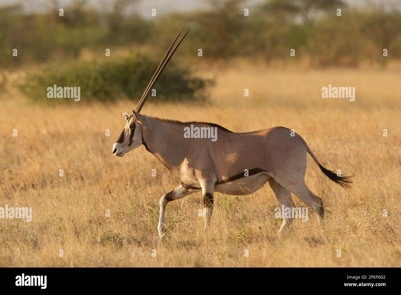 Ethiopia Beisa Oryx High Resolution Stock Photography and Images - Alamy