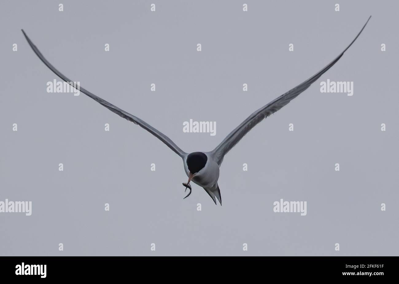 Low angle shot of a seabird flying carrying a fish with its beak Stock ...