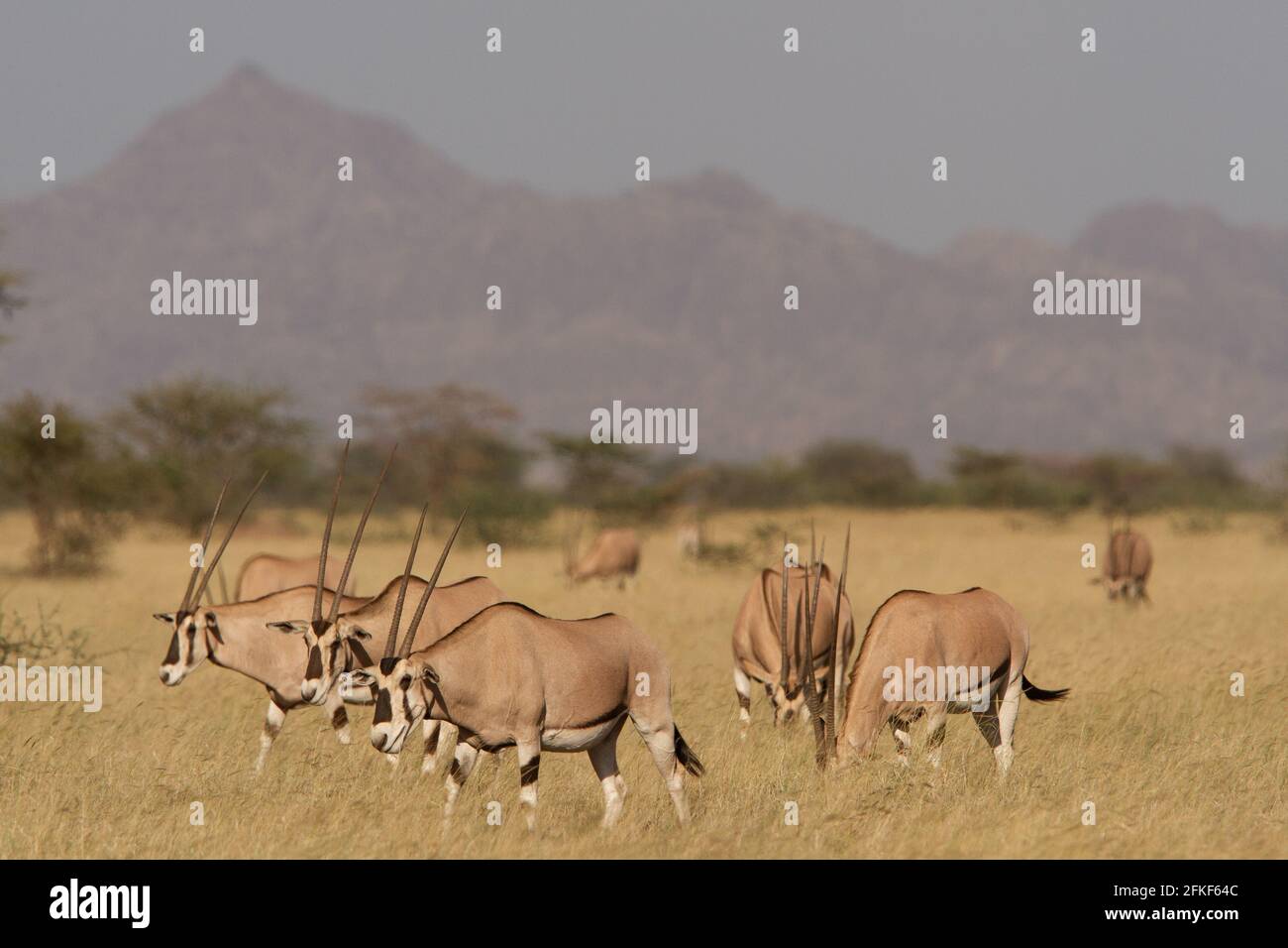 Beisa Oryx in Awash National Park, Ethiopia Stock Photo - Alamy