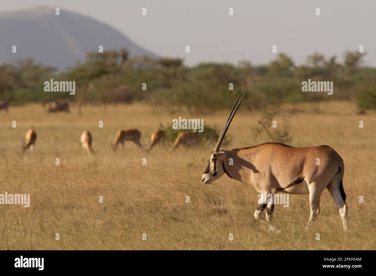 Ethiopia Beisa Oryx High Resolution Stock Photography and Images - Alamy