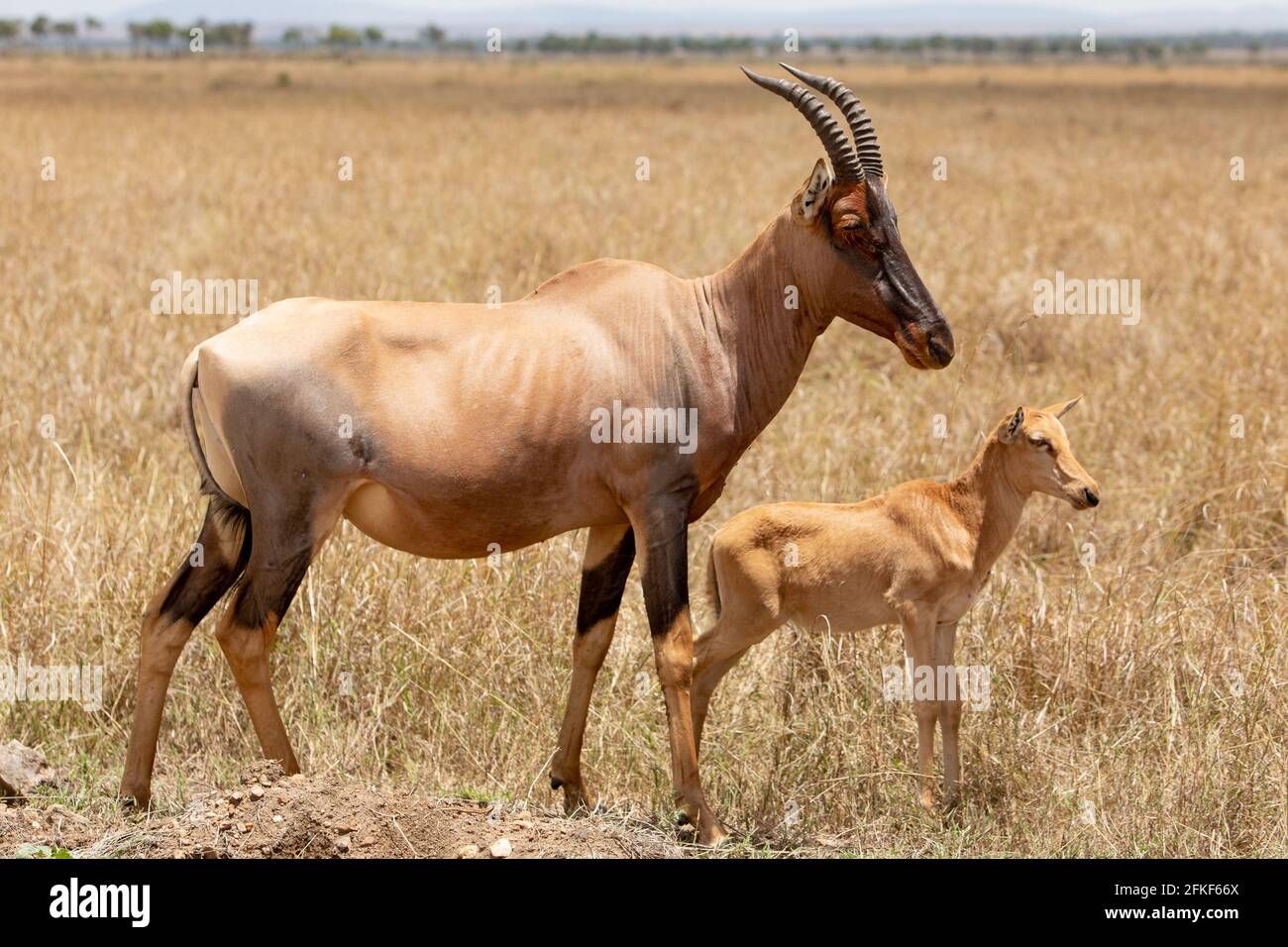 Topi and calf in Masai Mara, Ethiopia Stock Photo - Alamy
