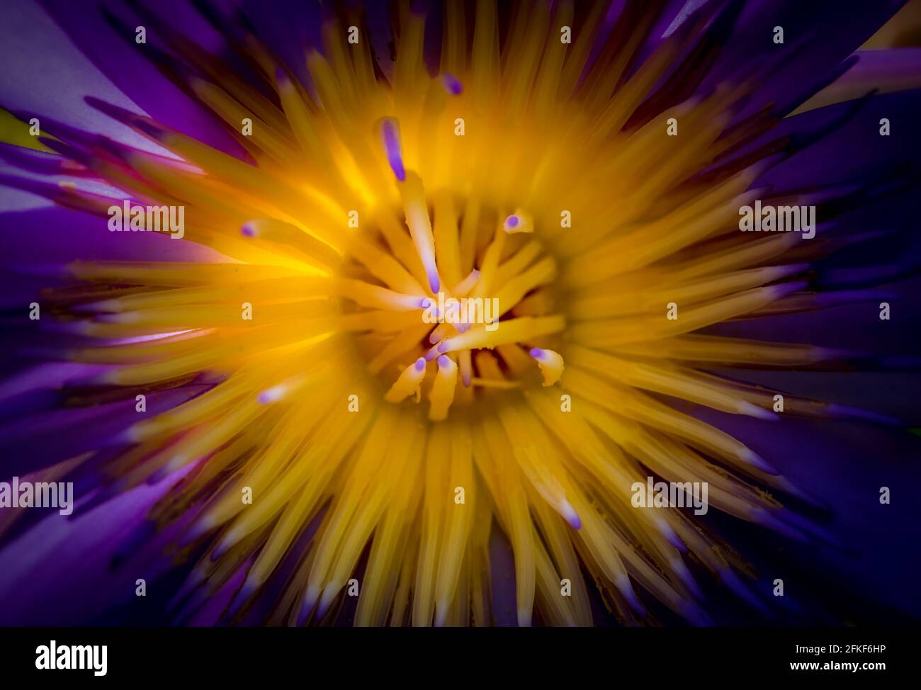Macro photo of Yellow Lotus Flower Stock Photo - Alamy
