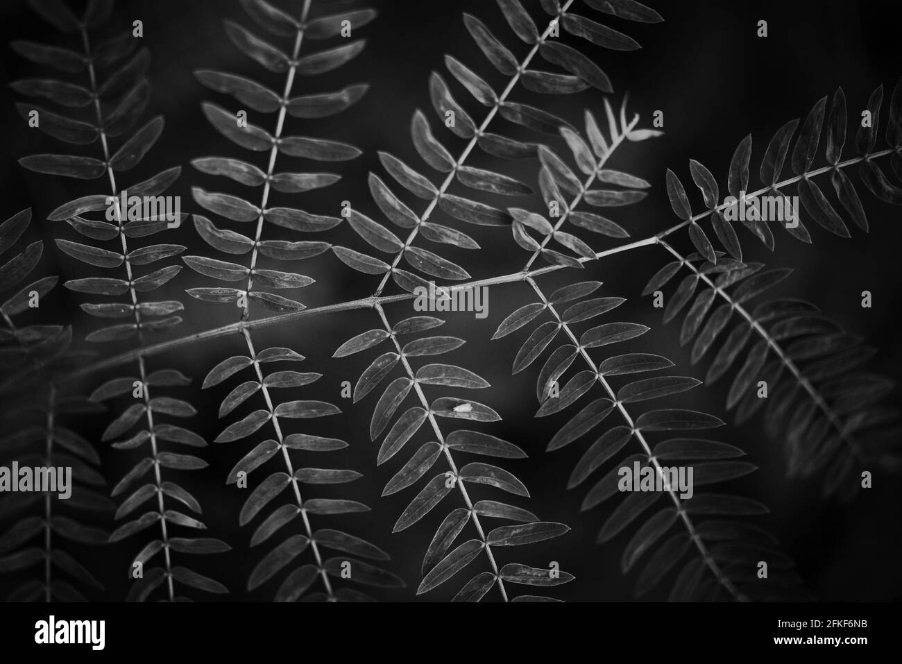 black and white fern fronds Stock Photo - Alamy
