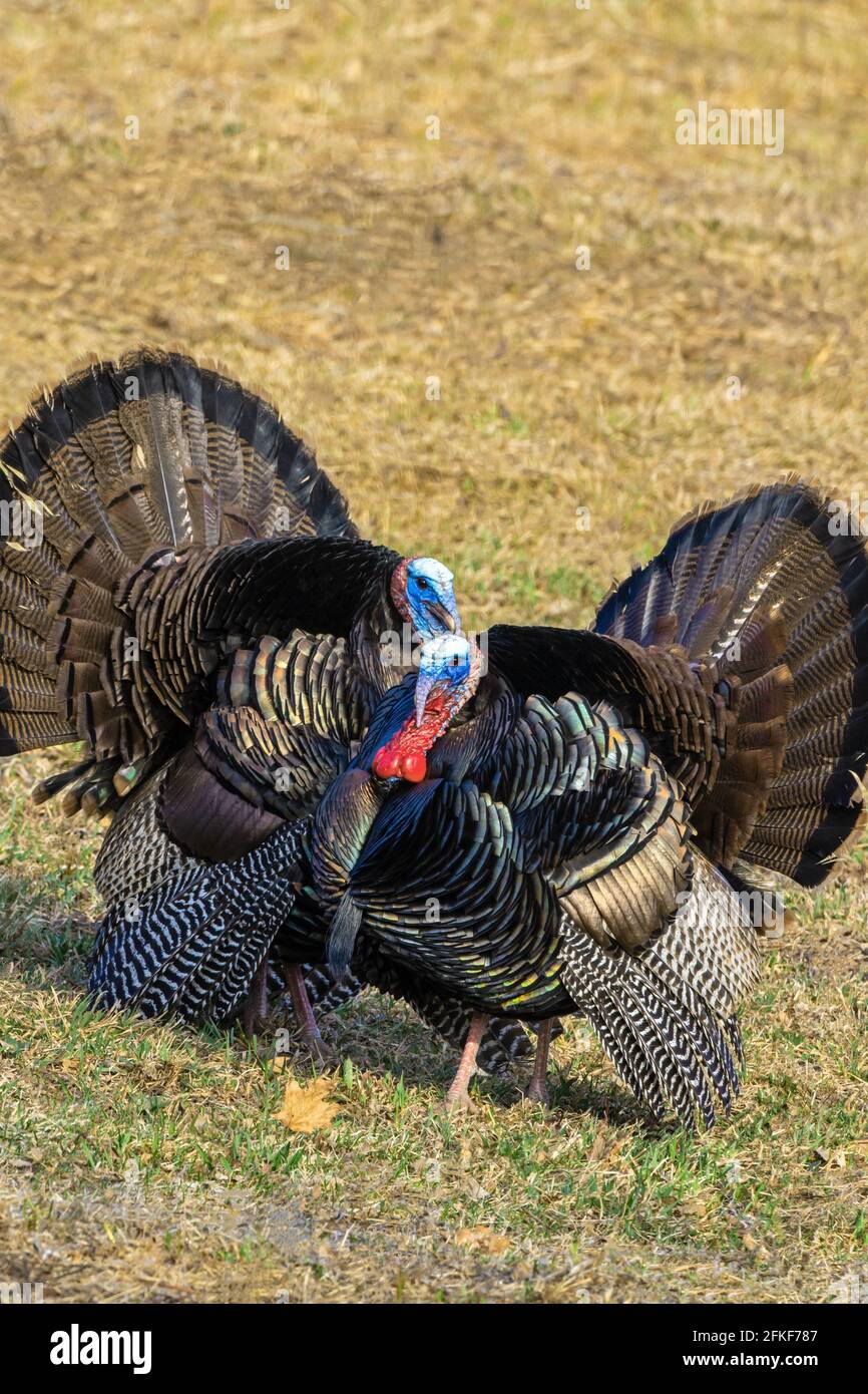 Male wild turkey displaying during spring courtship in Pennsylvania's ...
