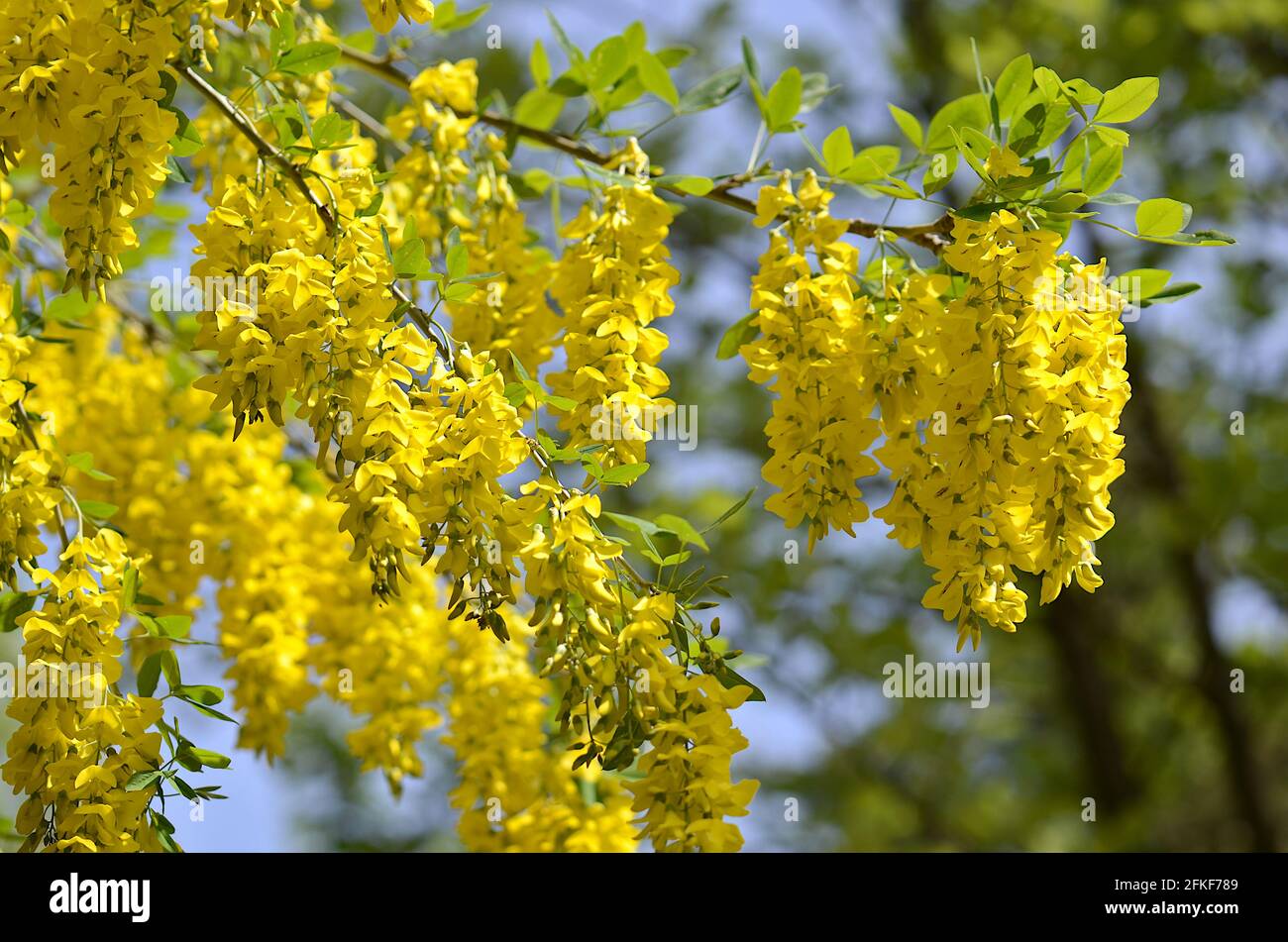 Laburnum anagyroides hi-res stock photography and images - Alamy