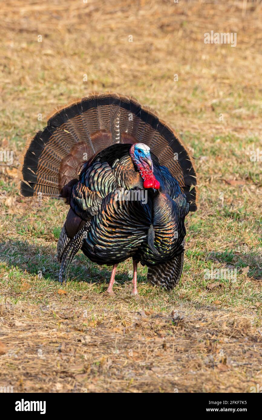 Male wild turkey displaying during spring courtship in Pennsylvania's ...
