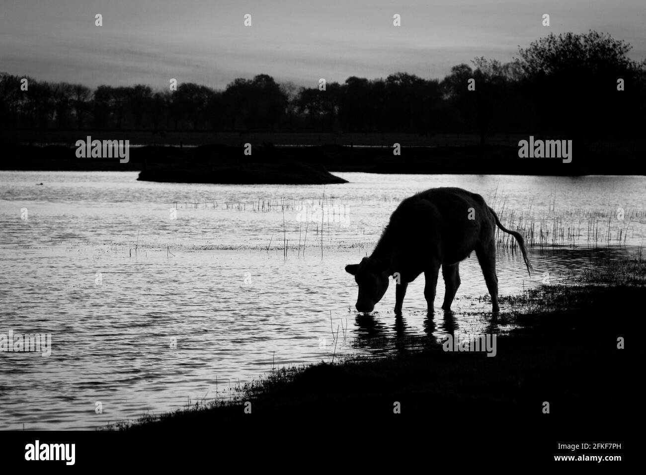 Bull pond Black and White Stock Photos & Images - Alamy