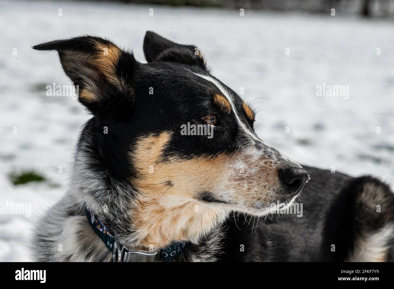 Side-view of an elegant Australian Cattle dog in the winter Stock Photo ...