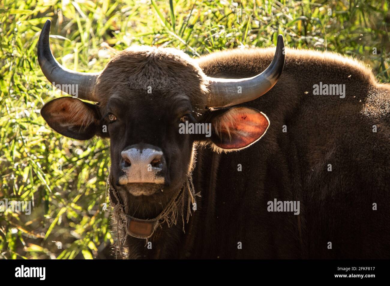 Gaur or Indian Bison in Kanha Tigger Reserve, India Stock Photo - Alamy
