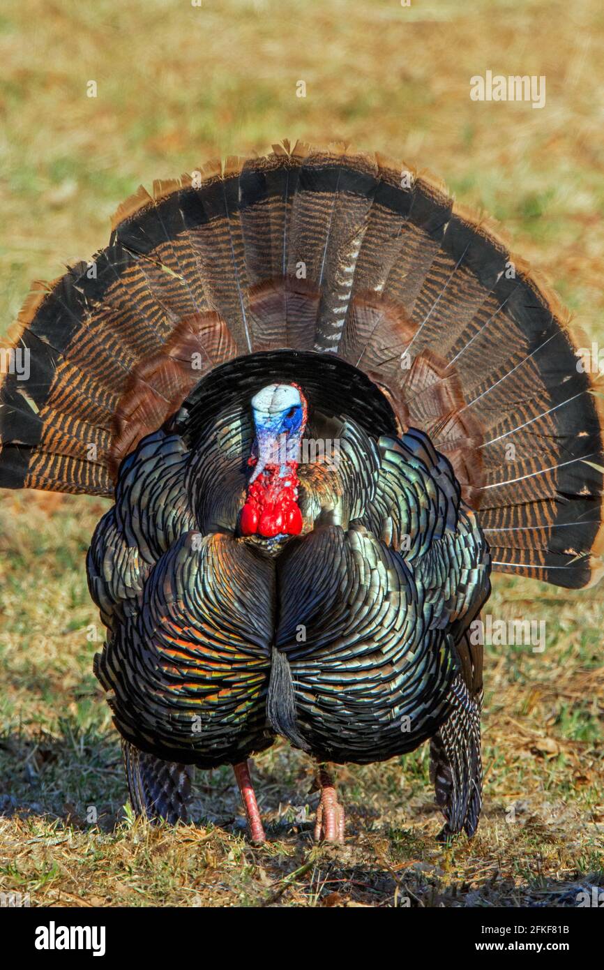 Male wild turkey displaying during spring courtship in Pennsylvania's ...