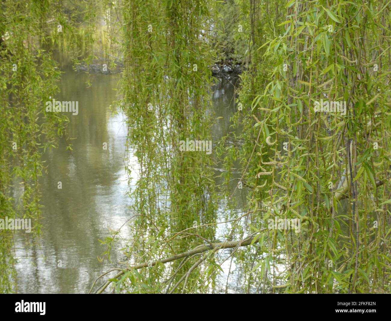 Closeup shot of the leaves of the willow trees by the pond Stock Photo ...