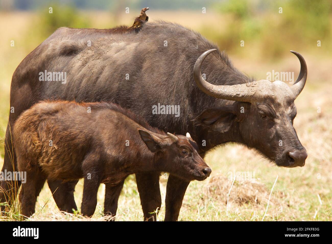 Cape Buffalo and calf in Tanzania Stock Photo - Alamy