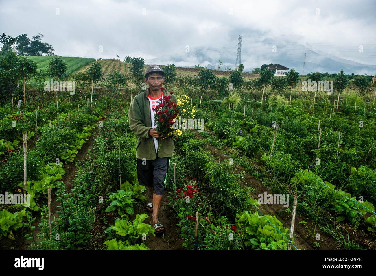 Gardener seen harvesting his flower plantation with the Sinabung ...