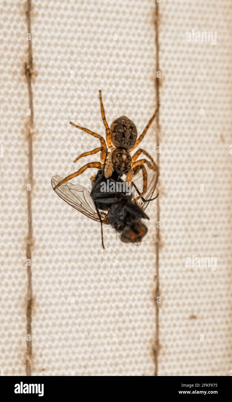 A small spider attacked and trapped a fly. The arachnid kills the ...