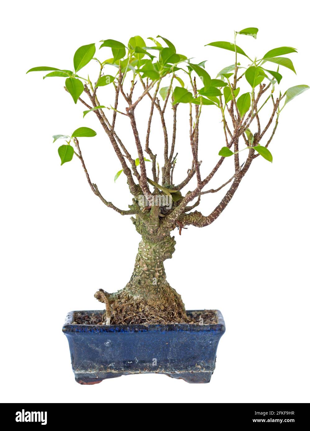 Bonsai tree detail closeup hi-res stock photography and images - Alamy