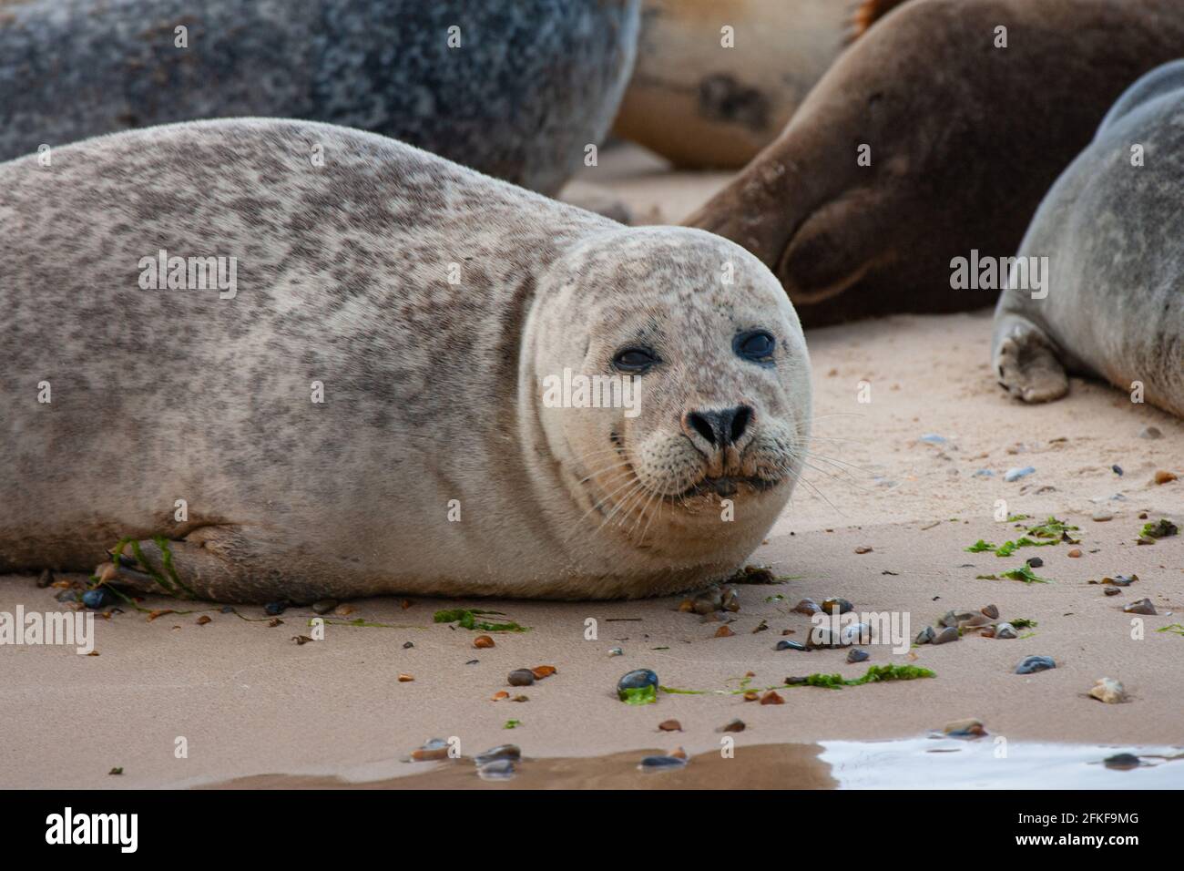 Common Seals on Blakeney Point Norfolk England Stock Photo - Alamy