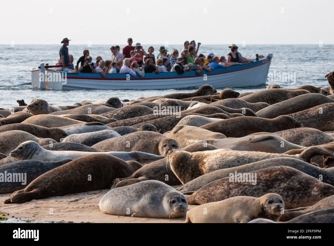 Common Seals on Blakeney Point Norfolk England Stock Photo - Alamy